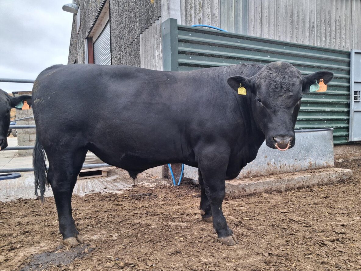 Two 2024 born bulls for sale – Wiltshire - Aberdeen-Angus Cattle Society