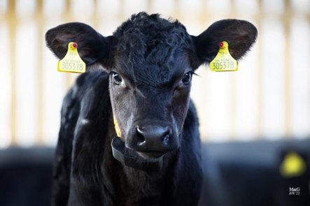Aberdeen Angus a viable option for maximising calf value - Aberdeen ...