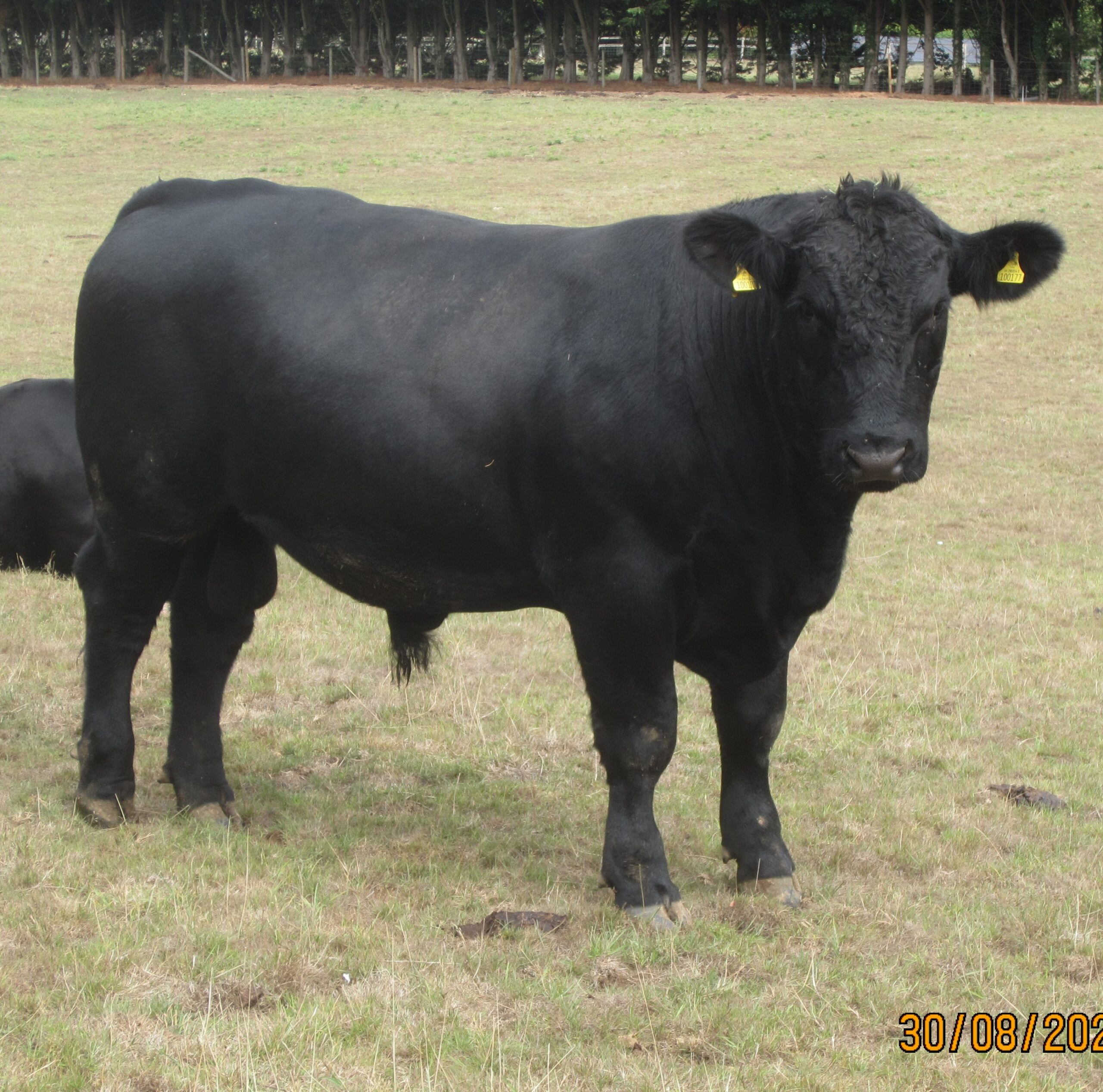 Kingwood Wilf A177 for sale – South Oxfordshire - Aberdeen-Angus Cattle ...
