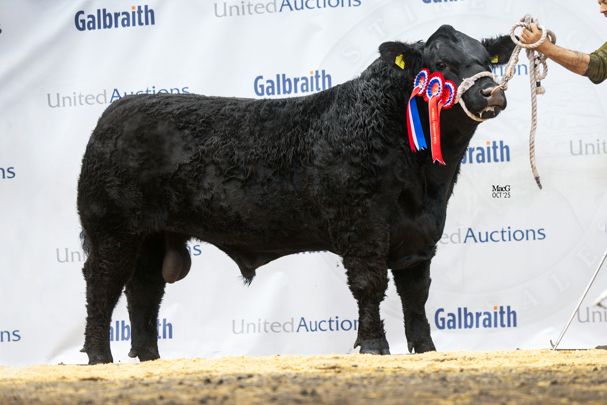 Stirling October 2025 Show Results - Aberdeen-Angus Cattle Society