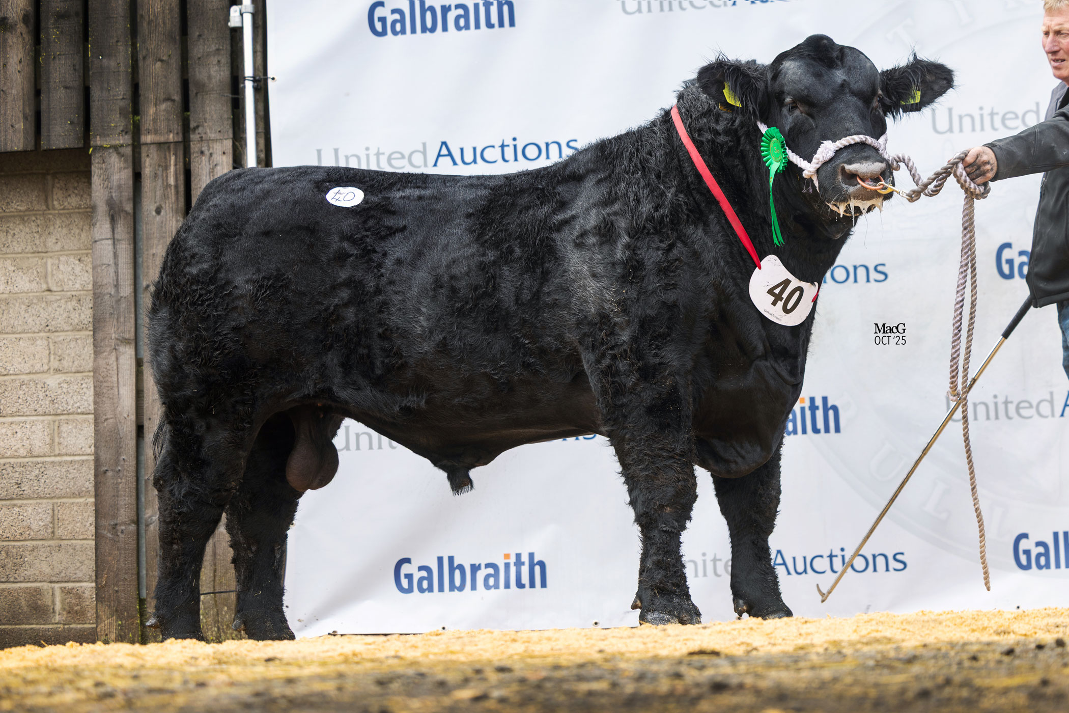 Stirling October Bull Sales Report - Aberdeen-Angus Cattle Society