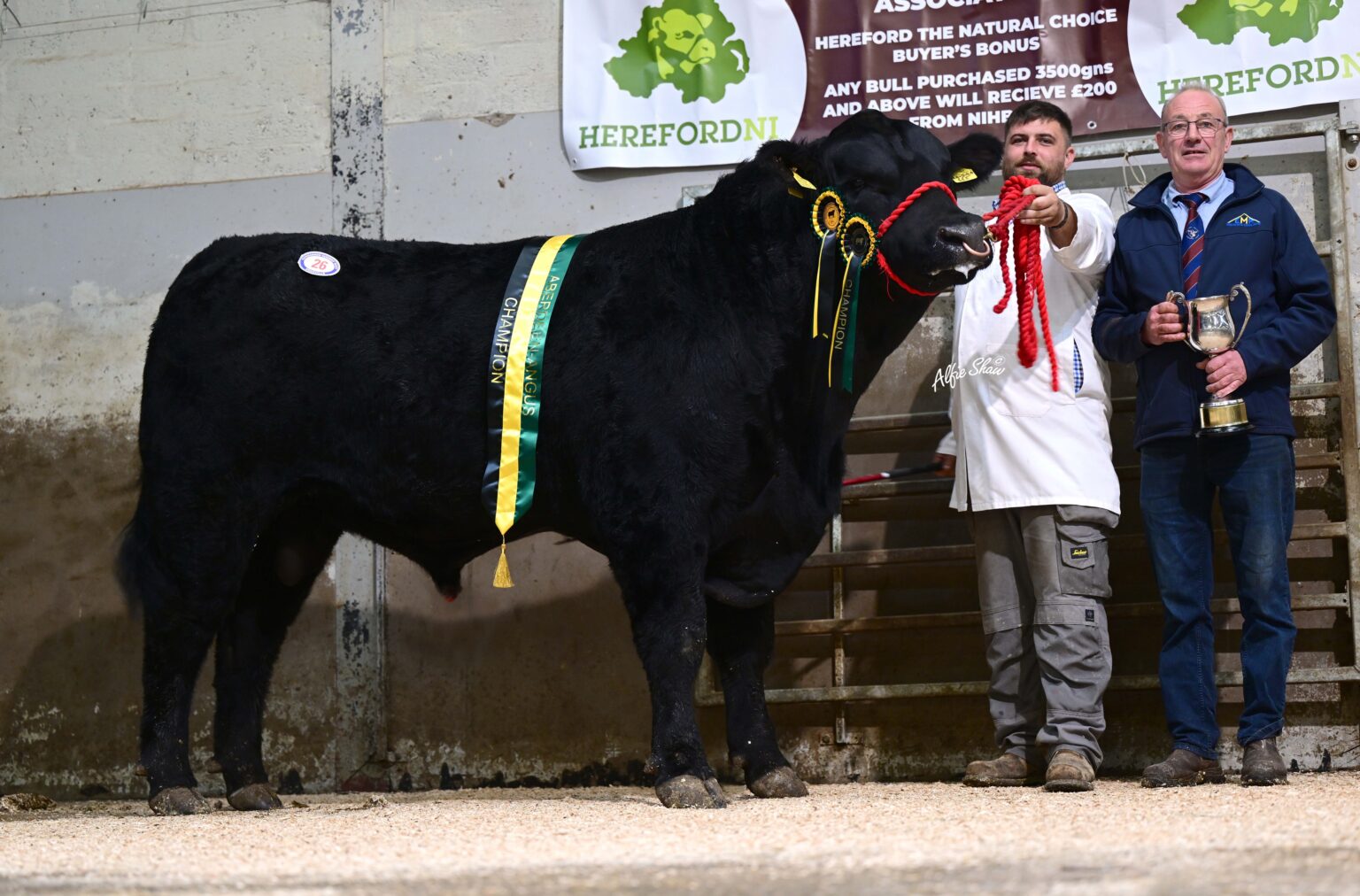 Aberdeen Angus bulls to 3,900gns at Dungannon | Aberdeen-Angus Cattle ...