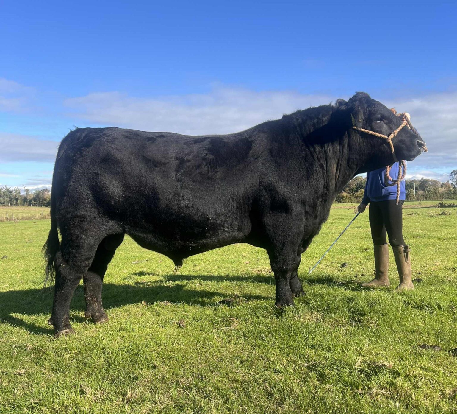 Temple Jezza Eric for sale : TA7 8QR - Aberdeen-Angus Cattle Society