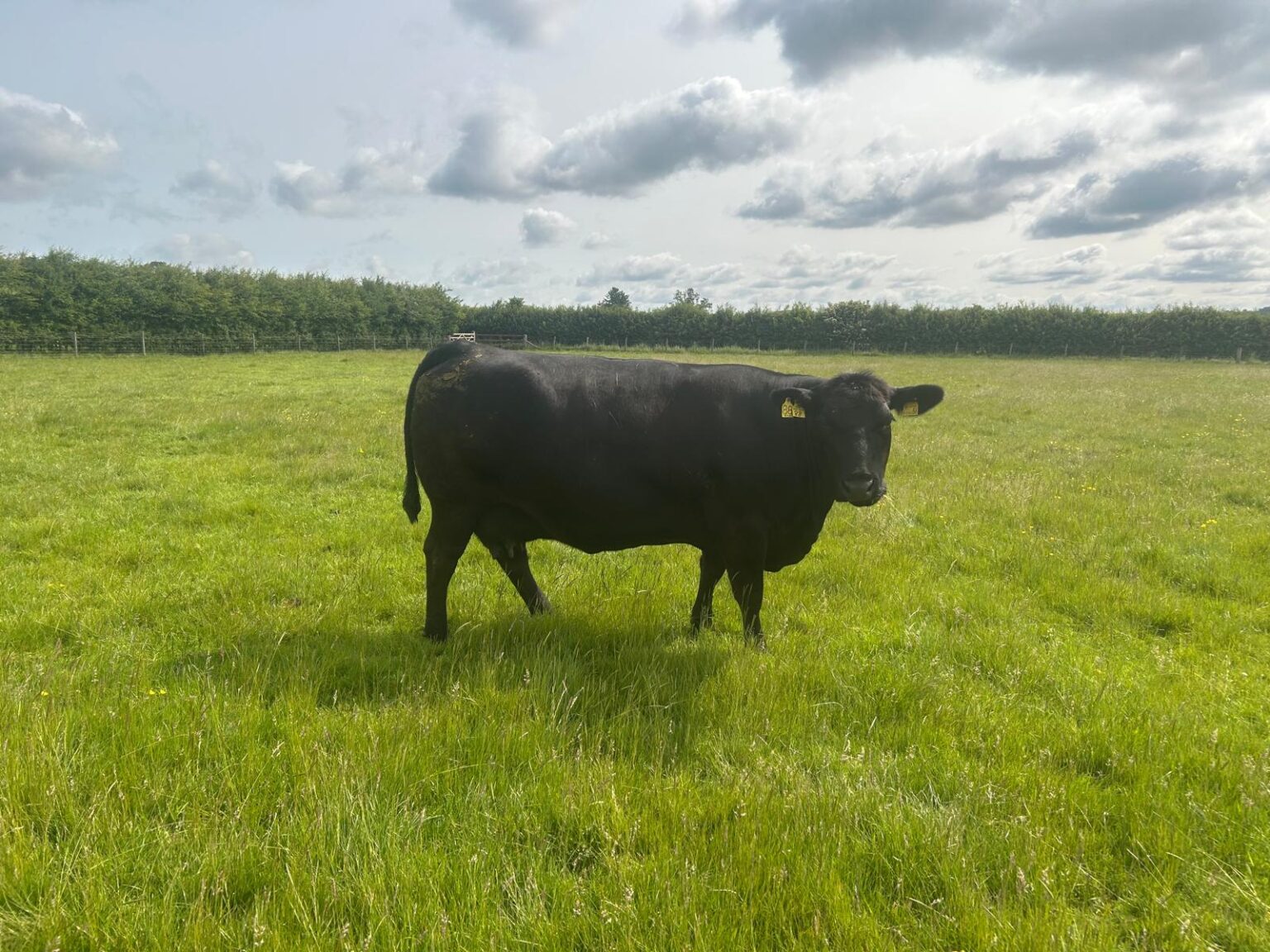10 AA Cows with 13 Calves at foot for sale: LE16 7UH | Aberdeen-Angus ...