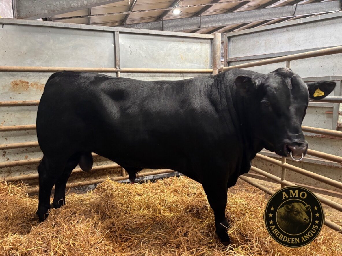 Selection of bulls for Sale – WS15 3EQ | Aberdeen-Angus Cattle Society