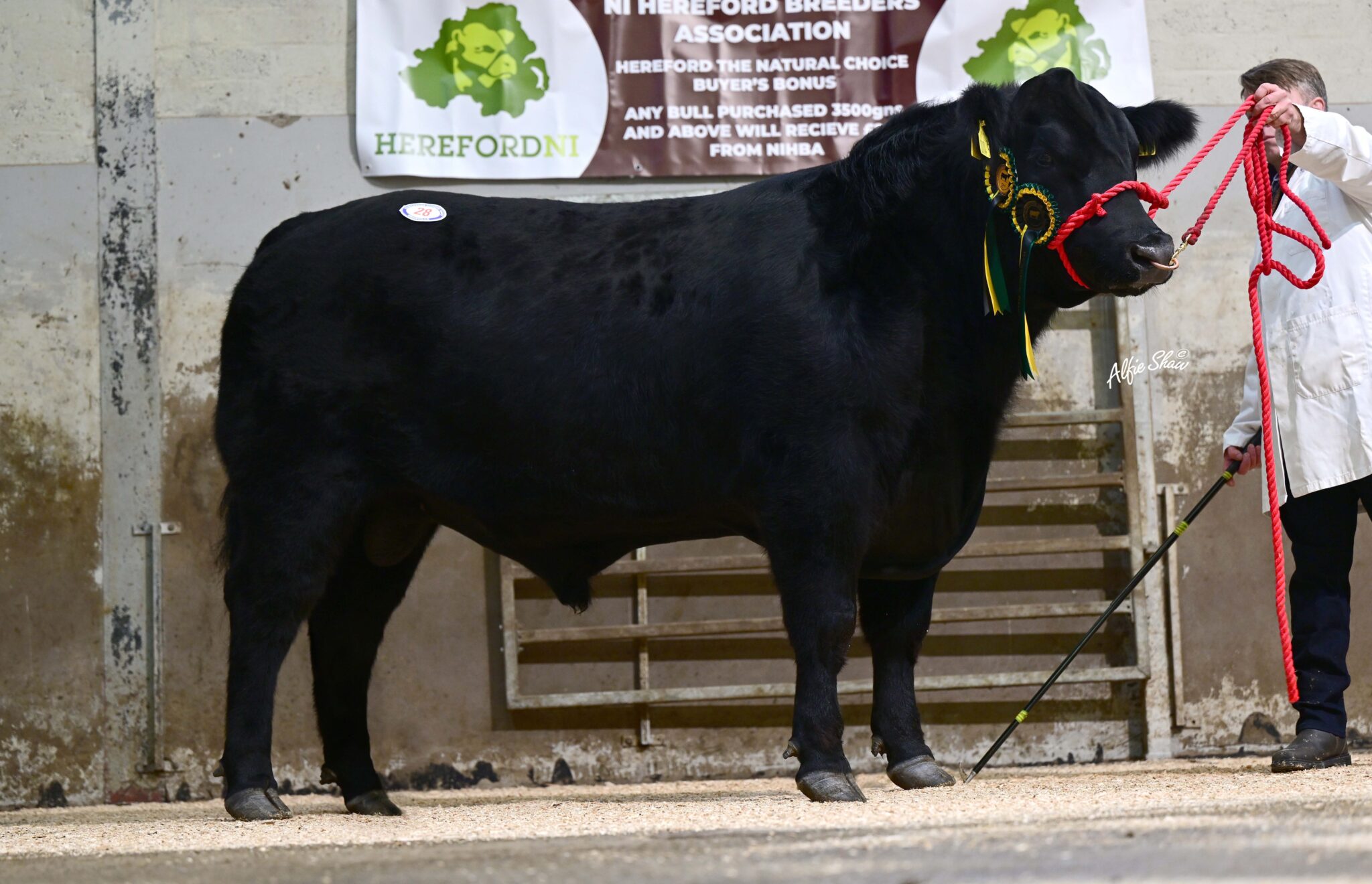Aberdeen Angus bulls to 3,900gns at Dungannon | Aberdeen-Angus Cattle ...