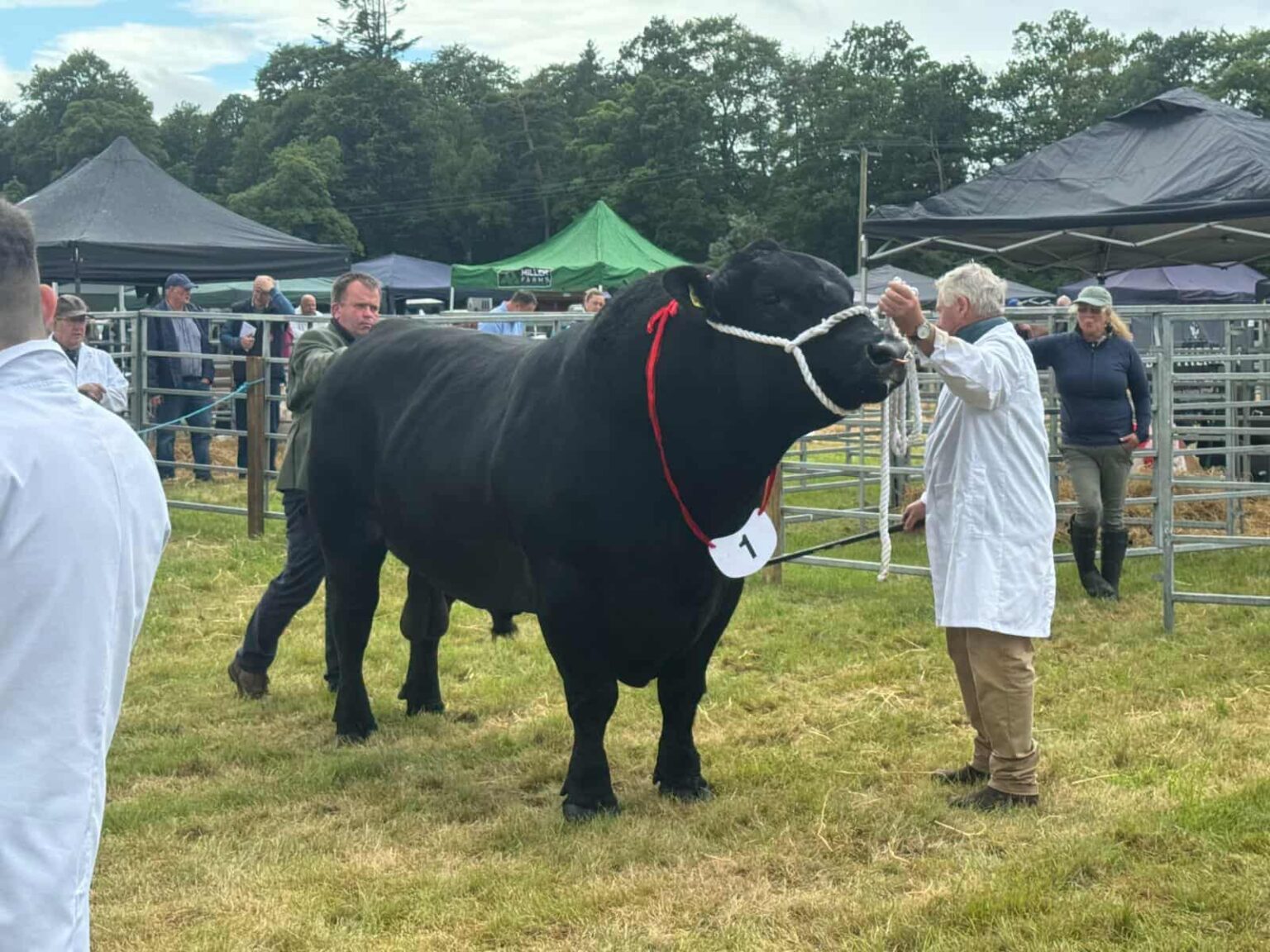 Aberdeen-Angus Bull for Sale – AB31 4QP | Aberdeen-Angus Cattle Society