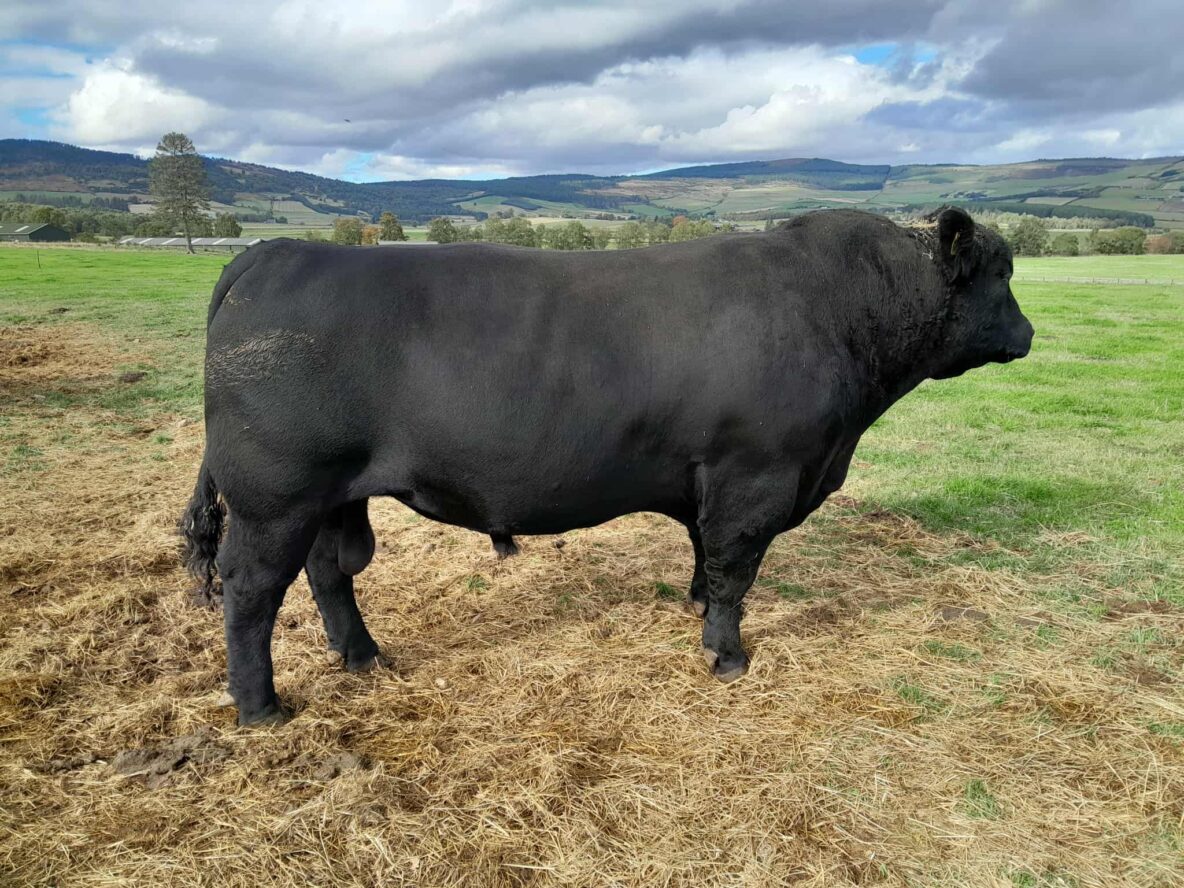 Aberdeen-Angus Bull for Sale – AB31 4QP - Aberdeen-Angus Cattle Society