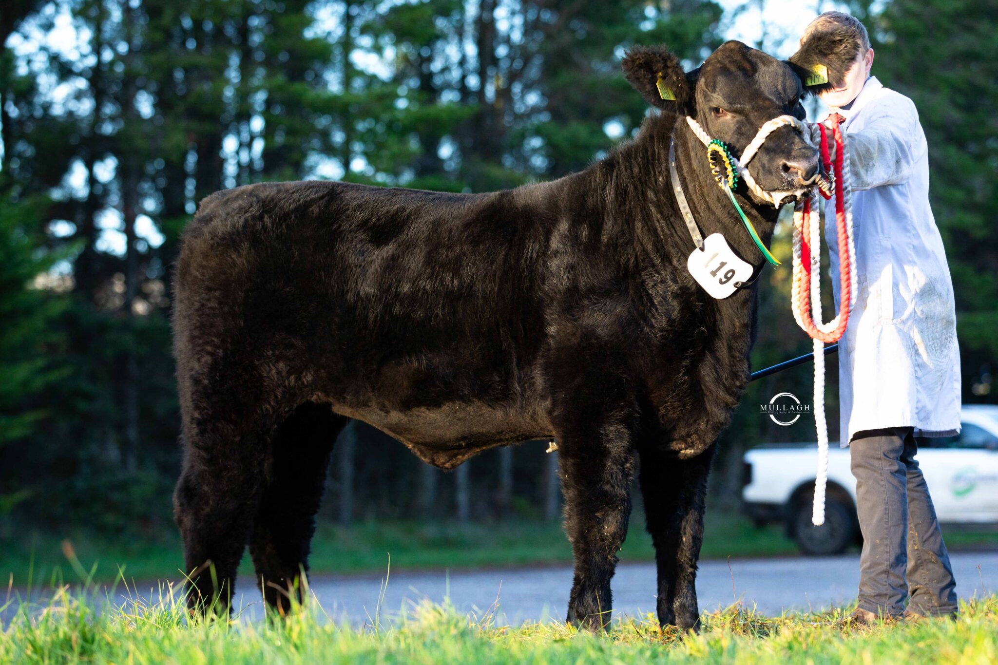 Drumhill herd retains Aberdeen Angus calf show championship | Aberdeen ...