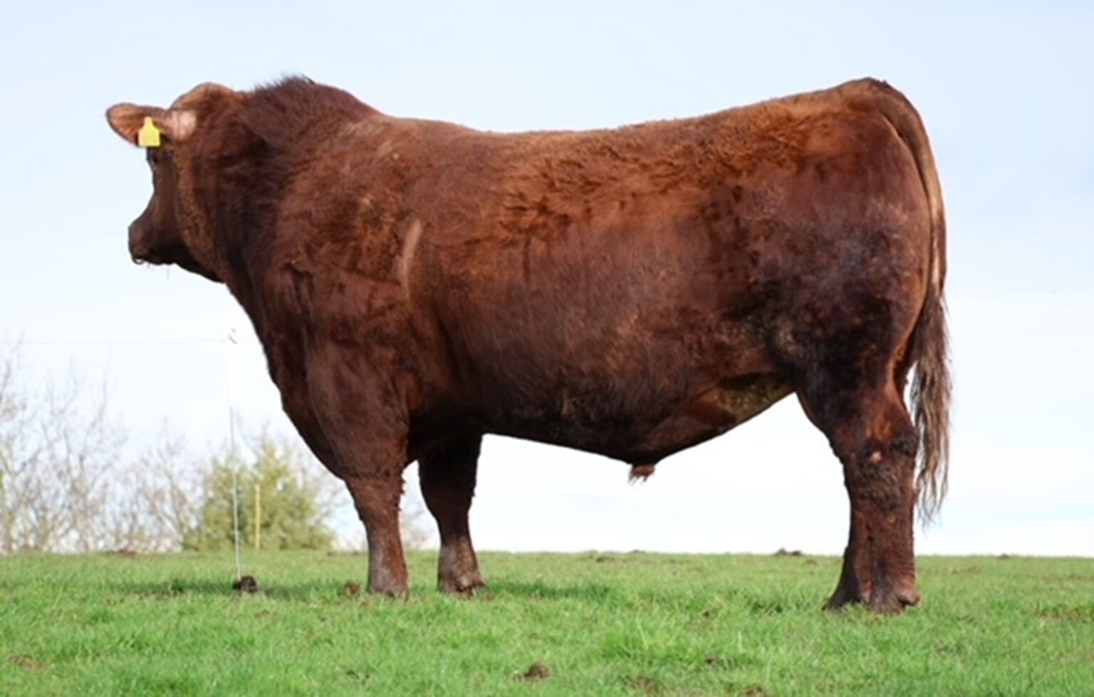 Red Angus Bull for sale : Cheshire | Aberdeen-Angus Cattle Society