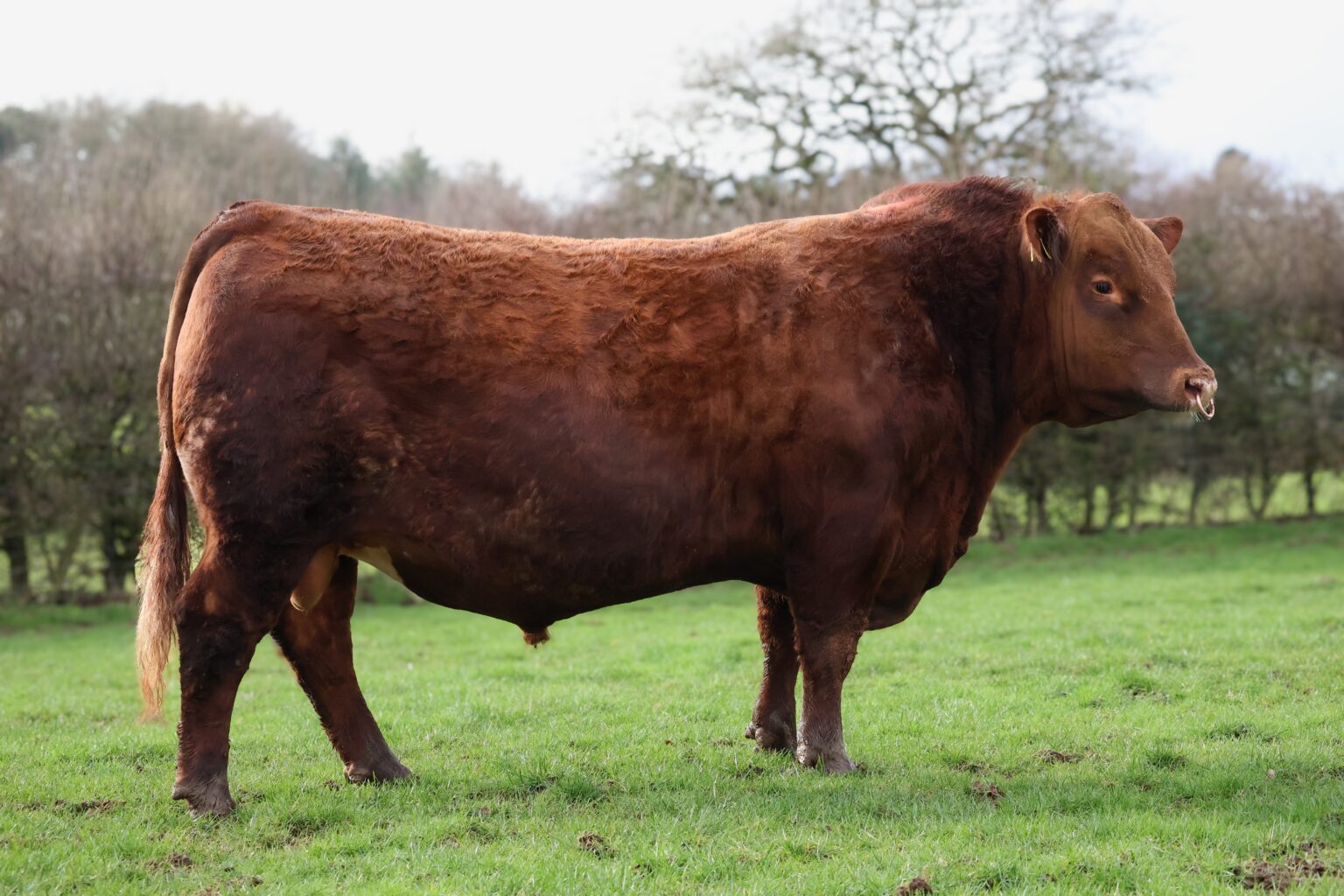 Red Angus Bull for sale : Cheshire | Aberdeen-Angus Cattle Society