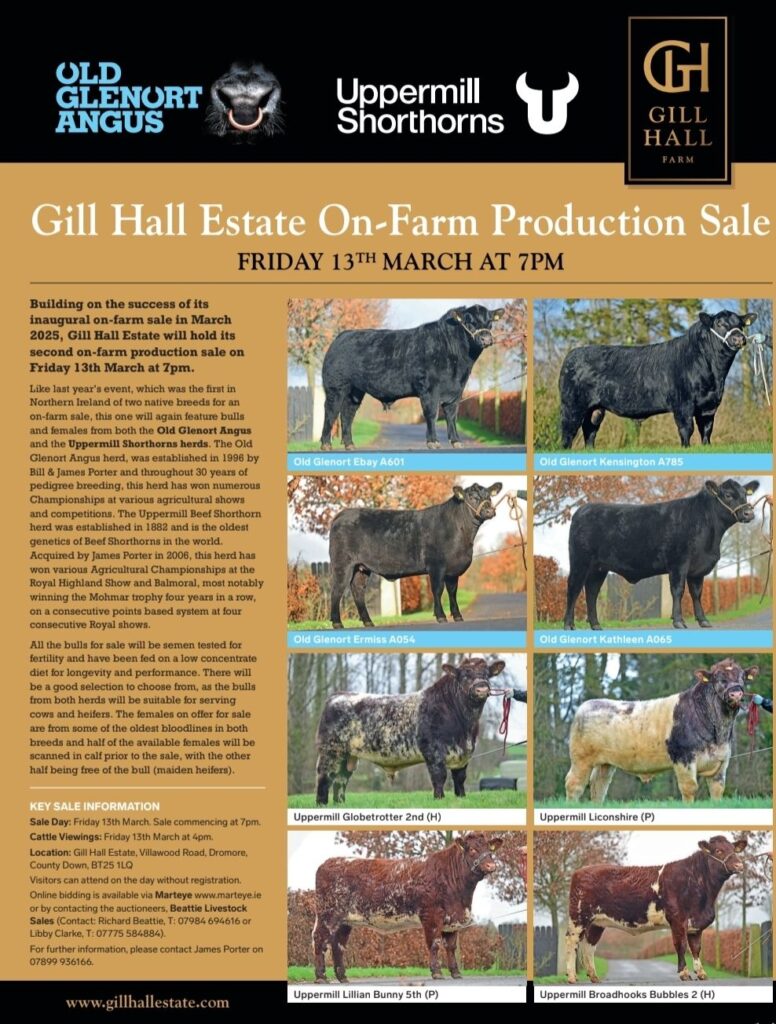 Aberdeen Angus Genetics on Offer at the Gill Hall Estate Production ...