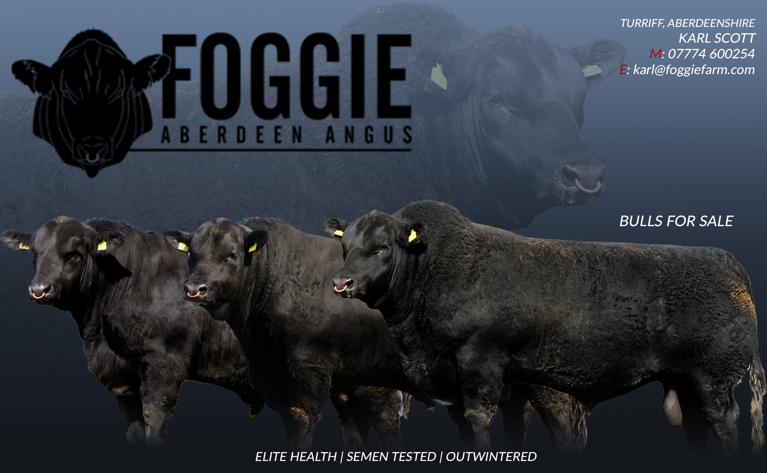 Stock for Sale | Aberdeen-Angus Cattle Society